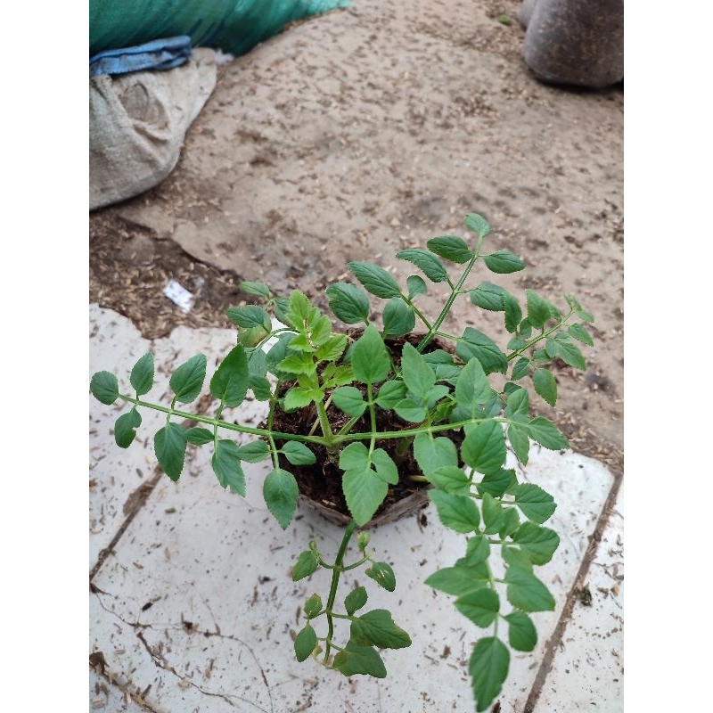 Jual Tanaman tespong/bibit tanaman tespong | Shopee Indonesia
