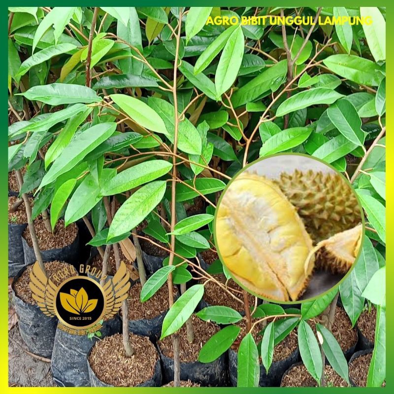 Jual Bibit Durian Super Tembaga Asli Super Genjah Okulasi | Shopee Indonesia