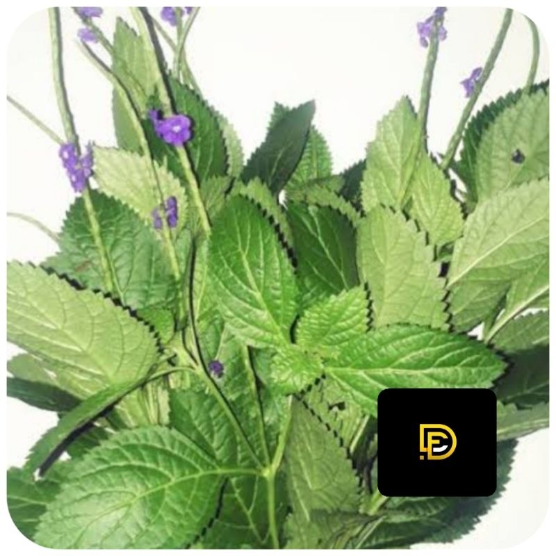 Jual Daun pecut kuda daun jarong segar 1 kg | Shopee Indonesia