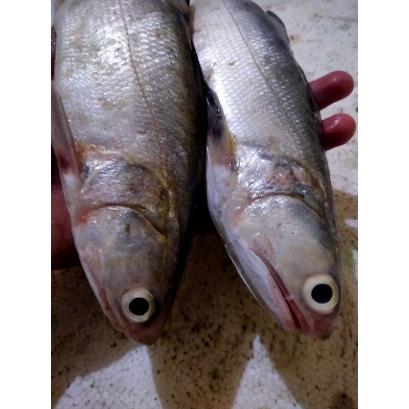 Jual Ikan Kuro Senangin Fresh Frozen 1Kg Segar Fresh BERGARANSI ...