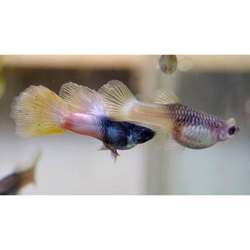 Jual ikan hias guppy metal pingu ikan lucu hiasan aquarium, kolam dan ...