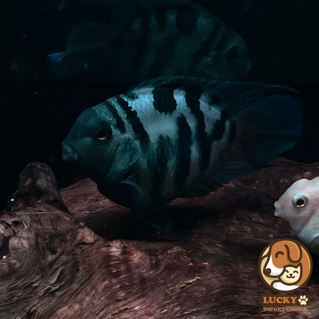 Jual Ikan Hias Air Tawar Aquascape Parrot Blue White Polar Kecil Besar ...