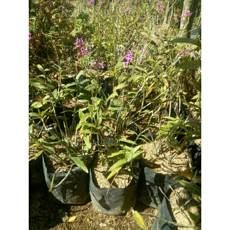 Jual Anggrek Merpati Ungu | Shopee Indonesia