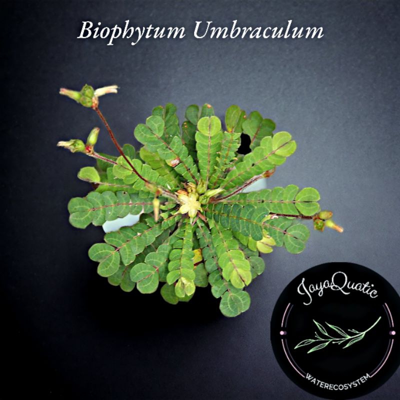 Jual Biophytum Umbraculum - Tanaman Hias Paludarium Terrarium Vivarium ...