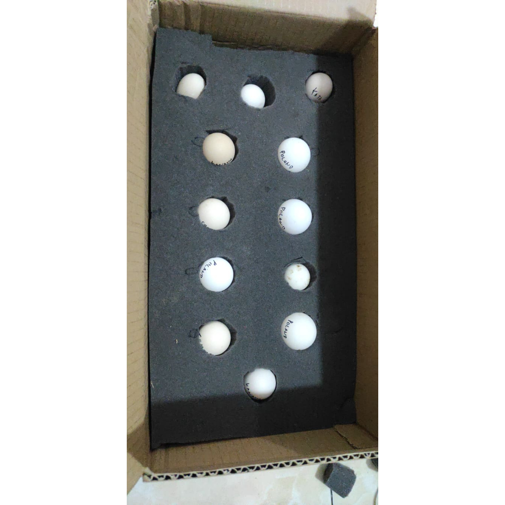 Jual Jual Berbagai Telur Tetas Hias untuk Seluruh Wilayah Indonesia ...