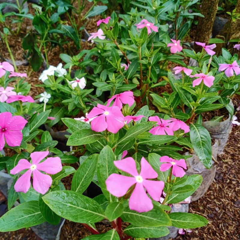 Jual pohon Tapak Dara - Tanaman Hias Tapak Dara | Shopee Indonesia