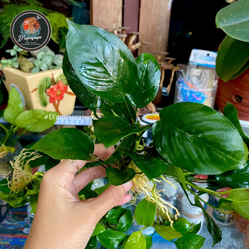Jual Anubias Broadleaf Kualitas No.01 sise L | Shopee Indonesia