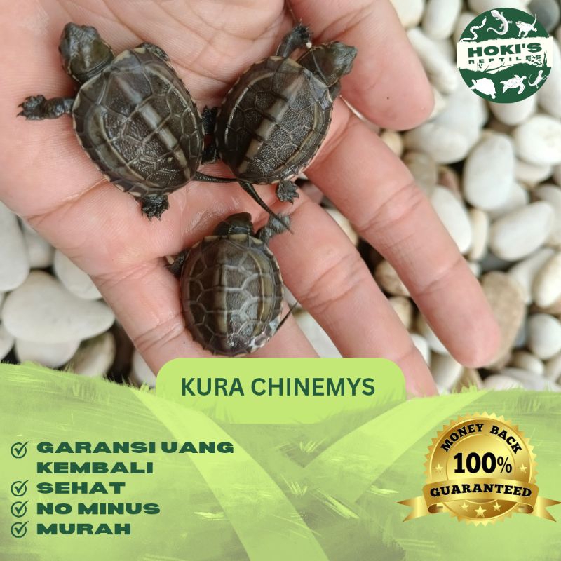 Jual PELET KURA AIR CHINEMYS SEHAT NO MINUS MULUS | Shopee Indonesia