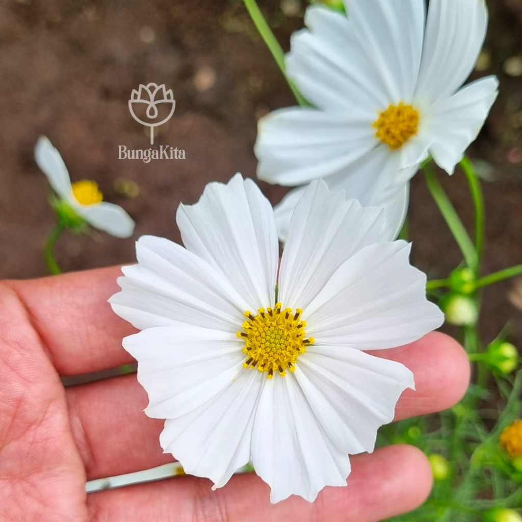 Jual BUNGA COSMOS WARNA PUTIH | Shopee Indonesia
