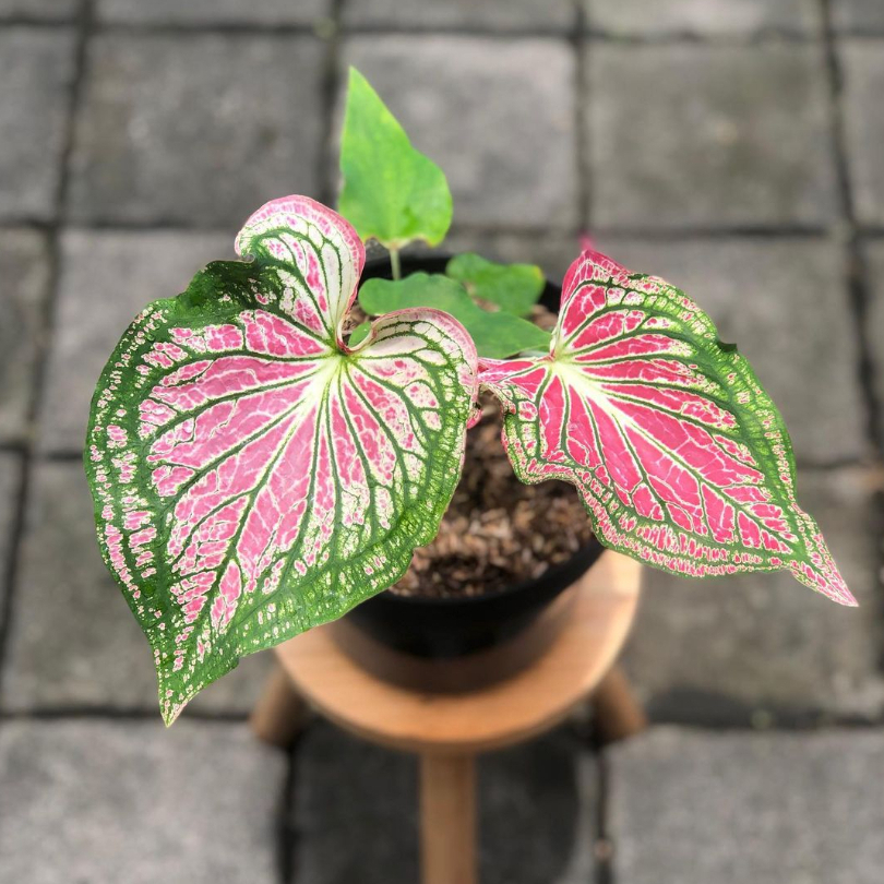 Jual (bisa COD)keladi wayang // tanaman hias caladium // caladium ... Jual (bisa COD)keladi wayang // tanaman hias caladium // caladium ...