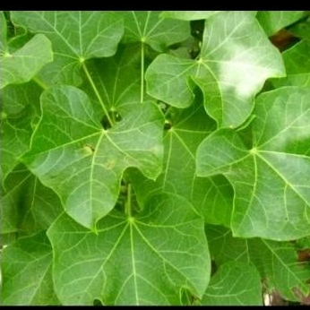 Jual Daun jarak. daun jarak segar, DAUN JARAK SEGAR, DAUN JARAK PAGAR ...