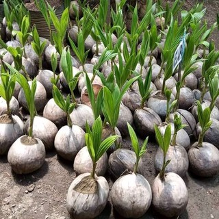 Jual BIBIT KELAPA ENTOK HIJAU SUPER GENJAH DAN BAGUS | Shopee Indonesia