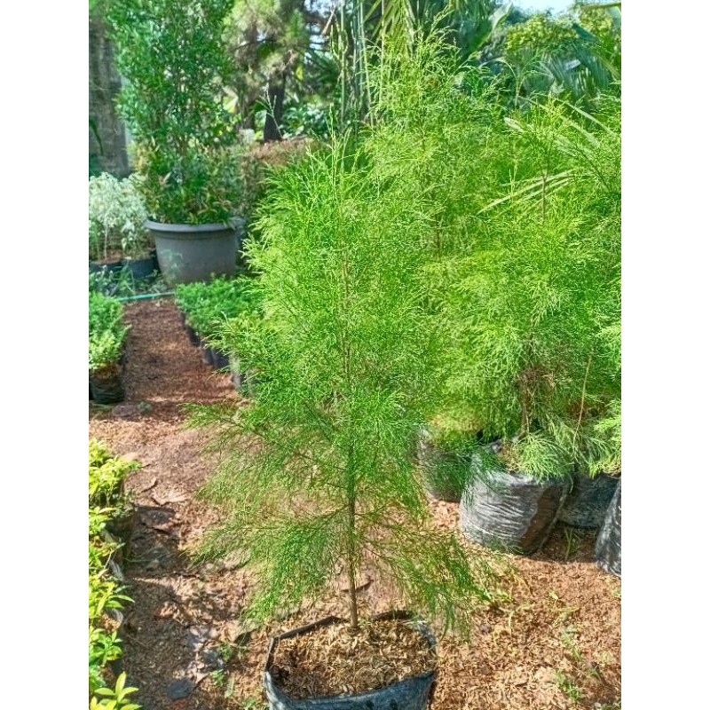 Jual Tanaman Hias Cemara Balon tinggi 60-80cm | Shopee Indonesia