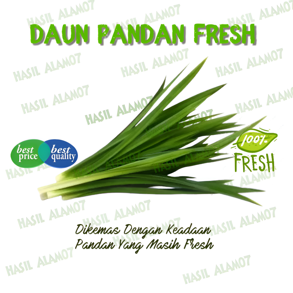 Jual Daun Pandan Segar Fresh Per 1 Ikat 300 gram | Shopee Indonesia