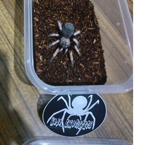 Jual Brachypelma Boehmei MALE | Tarantula | Shopee Indonesia