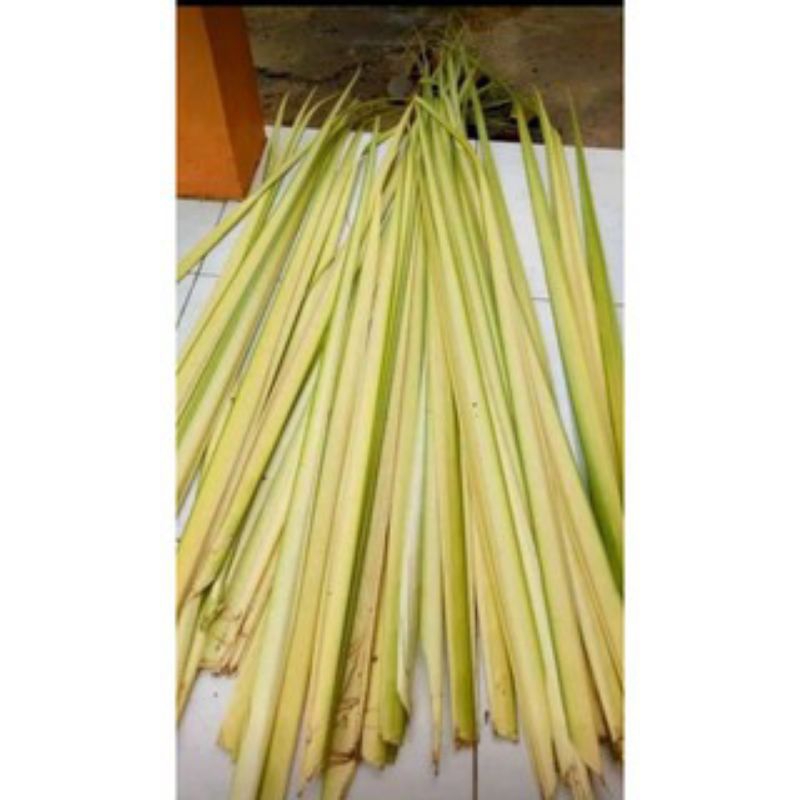 Jual JANUR KUNING / DAUN KELAPA MUDA BERKUALITAS 1 IKAT | Shopee Indonesia