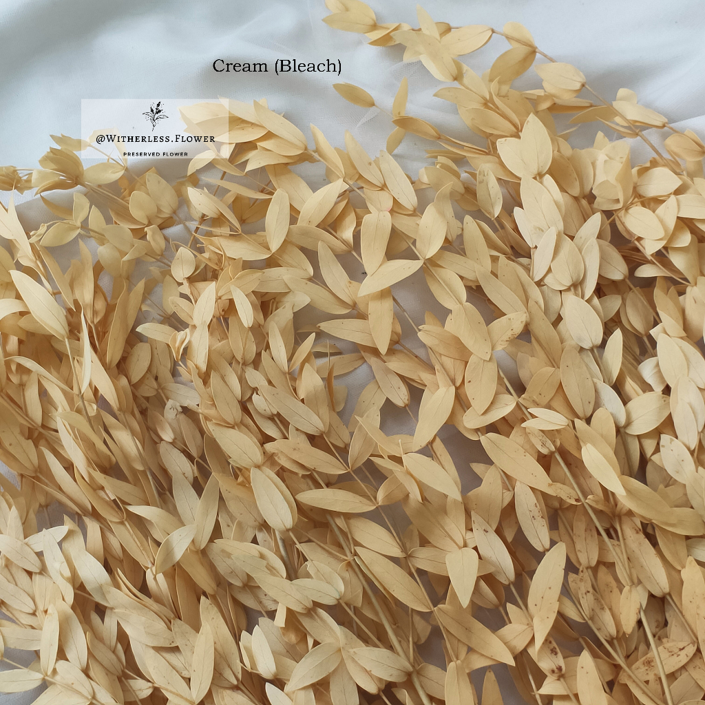 Jual 50 gr Preserved Eucalyptus Parvifolia / Dried Flower Awetan ...