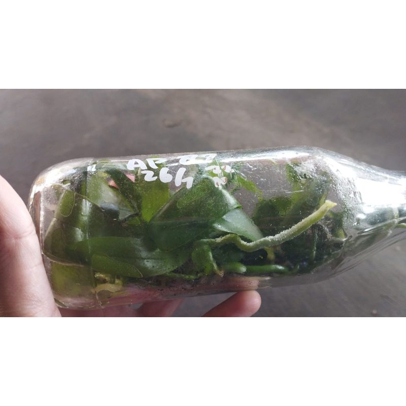 Jual Anggrek Botolan & paket aklimatisasi | Shopee Indonesia