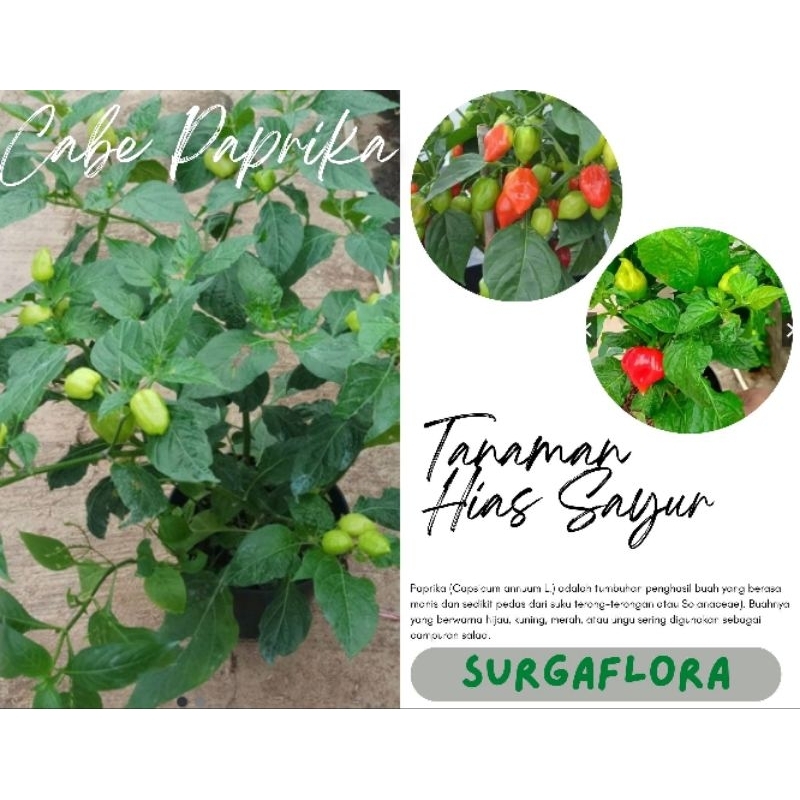 Jual Bibit Tanaman Hidup CABE PAPRIKA - Bibit Pohon Cabai Paprika ...