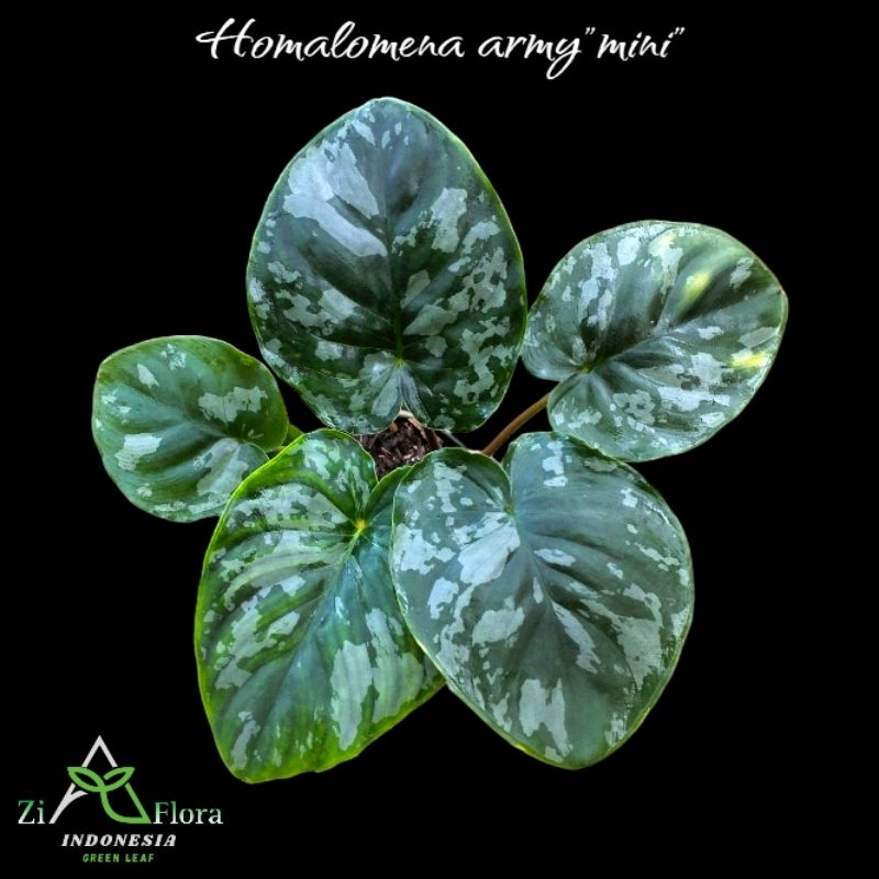 Jual Homalomena army"mini"tanaman hias/paludarium/terrarium/indoorplant ...