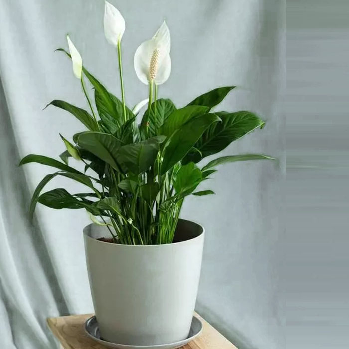 Jual Tanaman hias Peach lily bunga putih (spathiphyllum) | Shopee Indonesia