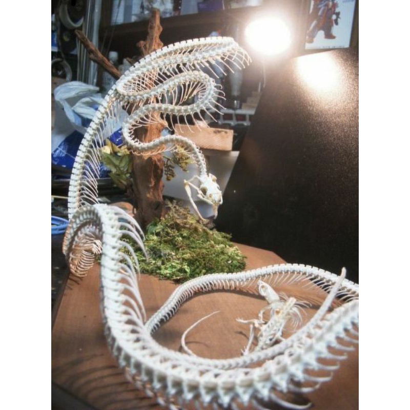 Jual Osteology Kerangka Ular ™ | Shopee Indonesia