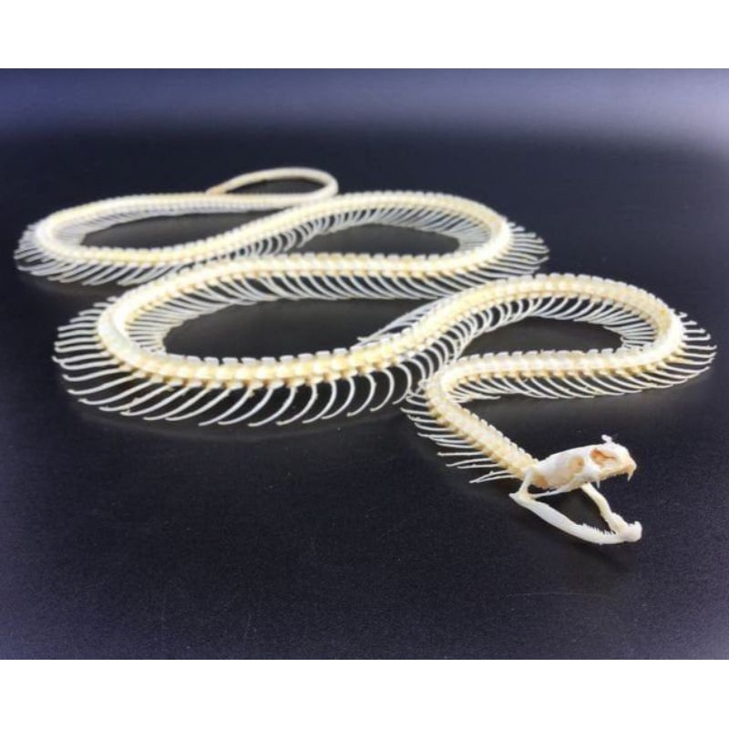 Jual Osteology Kerangka Ular | Shopee Indonesia