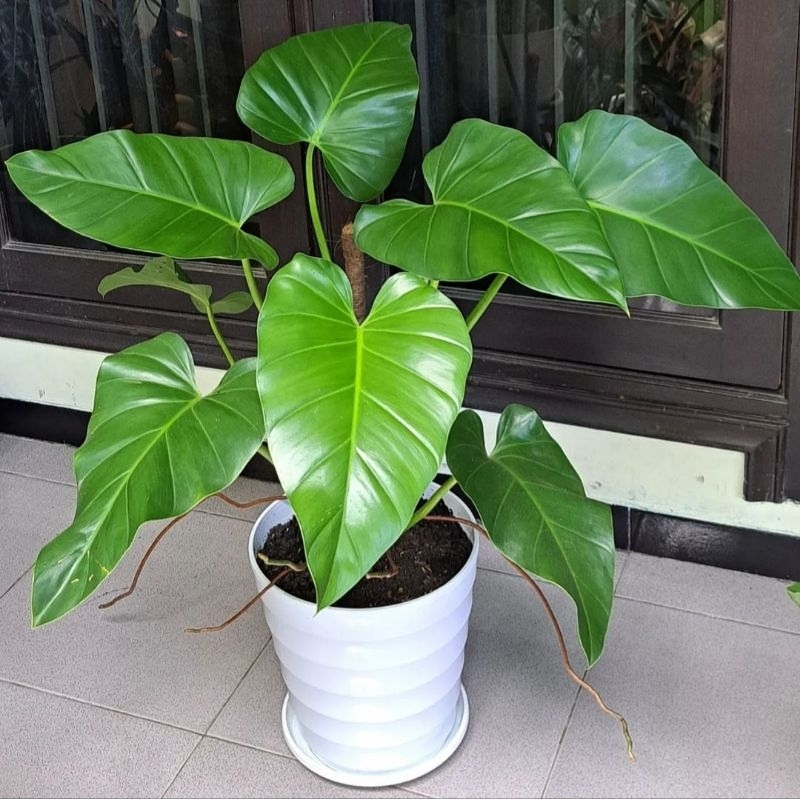 Jual {BISA COD} tanaman hias philodendron giganteum marbel tanaman ...