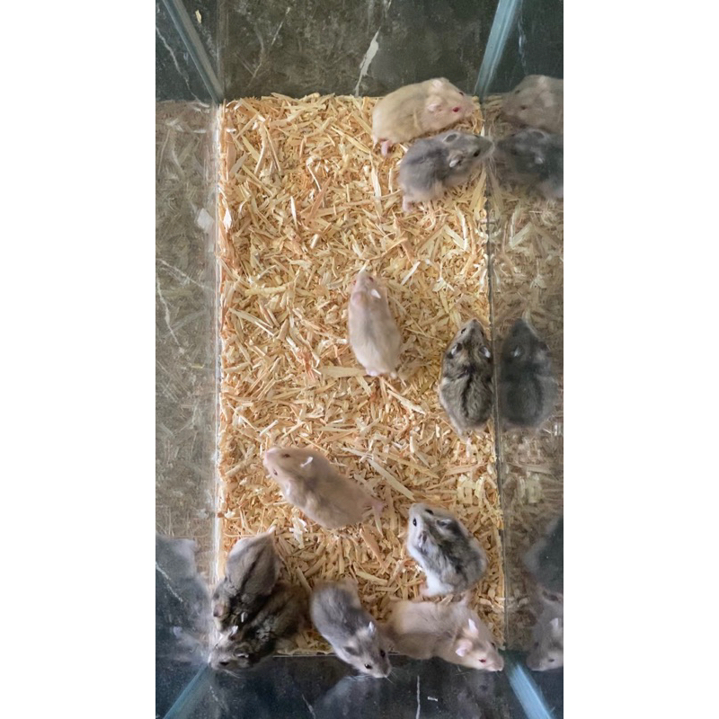 Jual Hamster Berbagai Jenis (Winter, Campbell, Syirian, Roborovski ...