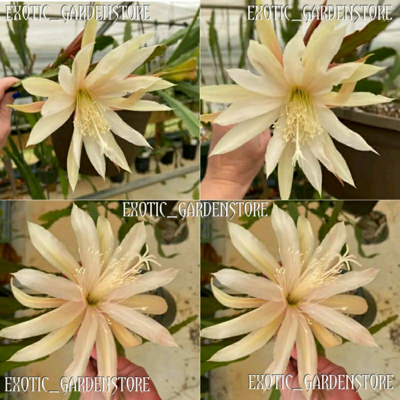 Jual Tanaman hias Epiphyllum ID LADY OF MARS (wijaya kusuma hybrida ...