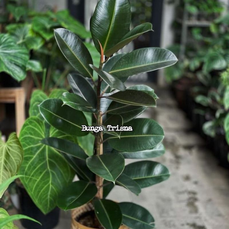Jual Pohon Tanaman FICUS ELASTICA / KARET KEBO tinggi berakar lebat ...