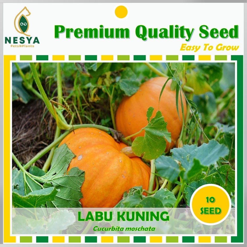Jual Benih Labu Kuning Benih Biji Buah Labu Kuning 10 biji Unggul ...