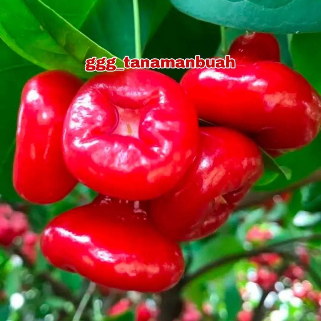 Jual Bibit Jambu Air Kancing Super Okulasi | Shopee Indonesia