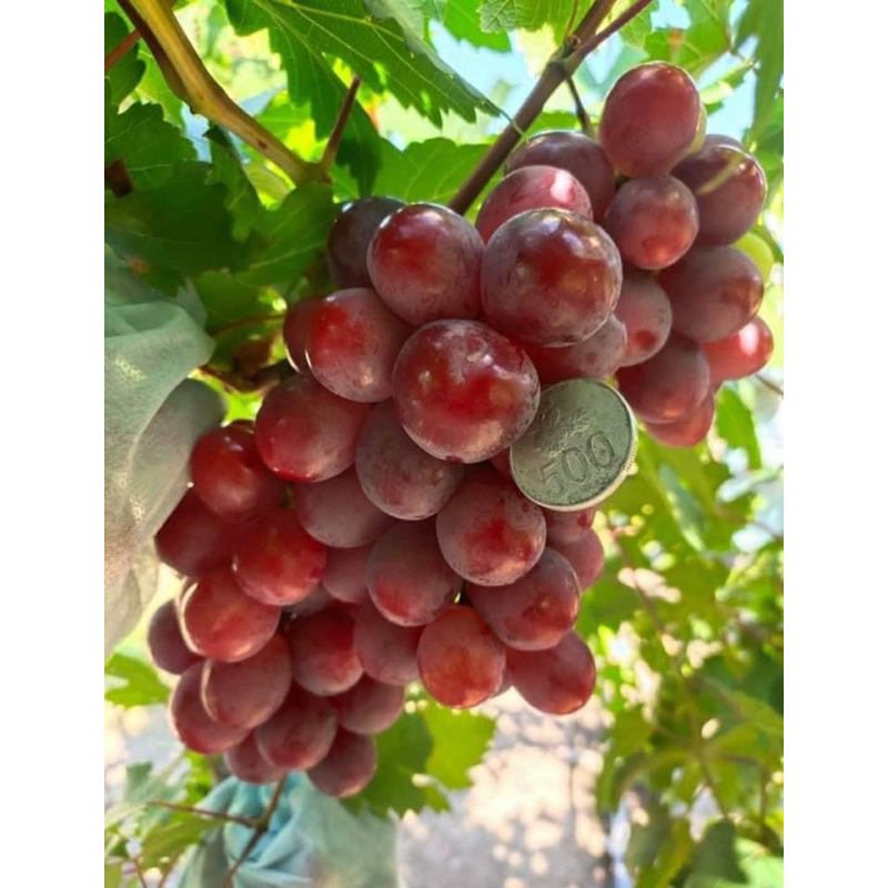 Jual Everest merah Jumbo Manis Tanaman Anggur Merah Import | Shopee ...