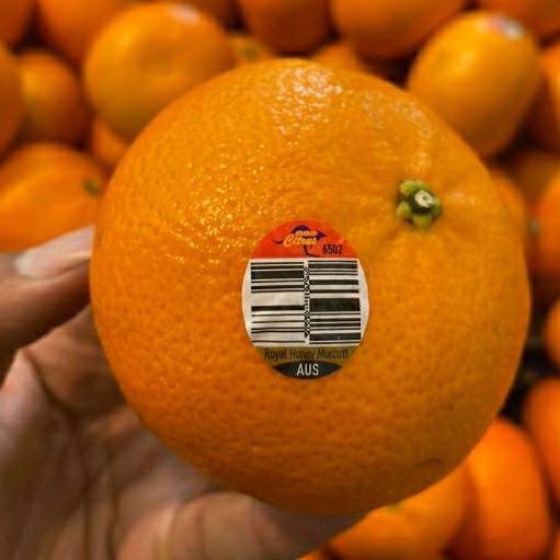 Jual Jeruk Royal Honey murcot Australia Manis Segar 1 kg | Shopee Indonesia
