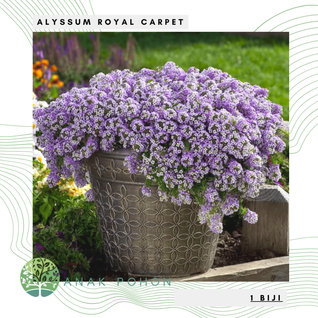 Jual Benih Bibit Biji - Bunga Alyssum Royal Carpet Sweet Alyssum Flower ...