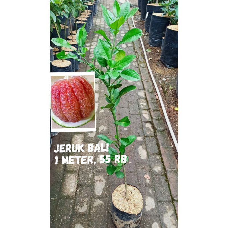 Jual Bibit Buah Jeruk Bali tinggi 1 meter | Shopee Indonesia
