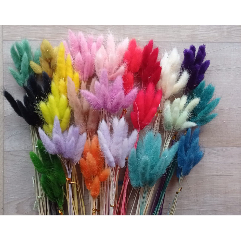Jual Bunga Preserved Lagurus Bunny Tail 10 Tangkai | Shopee Indonesia