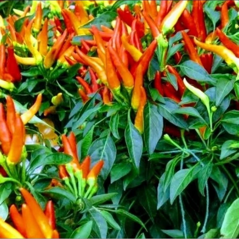 Jual tanaman cabe setan ekstra pedas | Shopee Indonesia