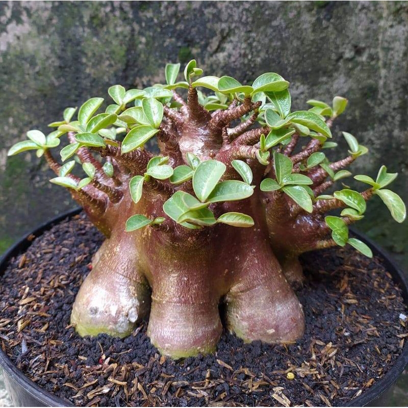 Jual Benih Biji Adenium Arabikum Hibrid KALAMAE | Shopee Indonesia