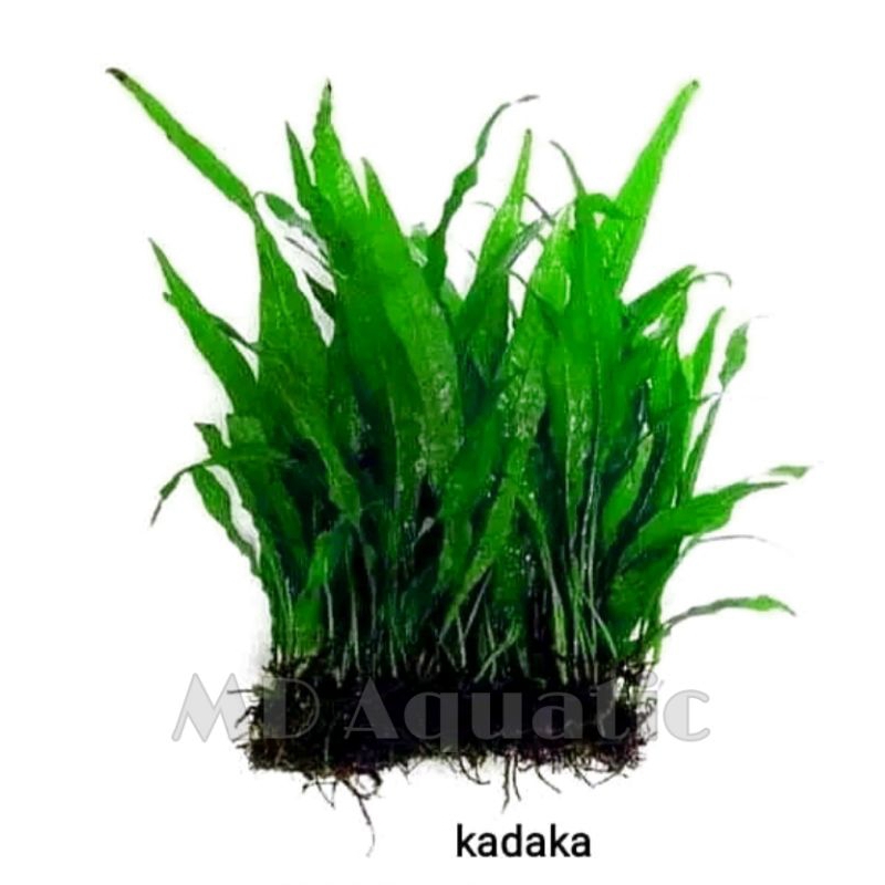 Jual Kadaka Aquascape Java Fern Aquascape | Shopee Indonesia