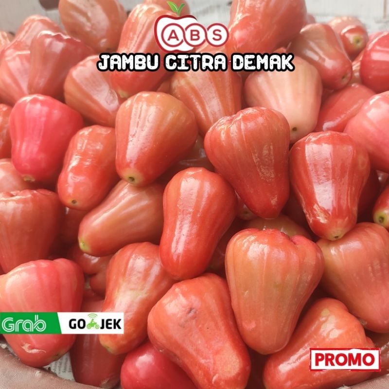 Jual Buah jambu air citra demak 1KG | jambu air manis asli Demak | buah ...