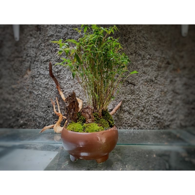 Jual TANAMAN BONSAI MINI BAMBU MICRO ORIGINAL REAL KARAKTER PLUS POT ...