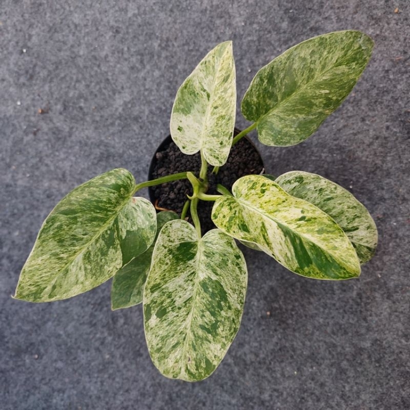 Jual philodendron Giganteum Marble Variegated | Shopee Indonesia