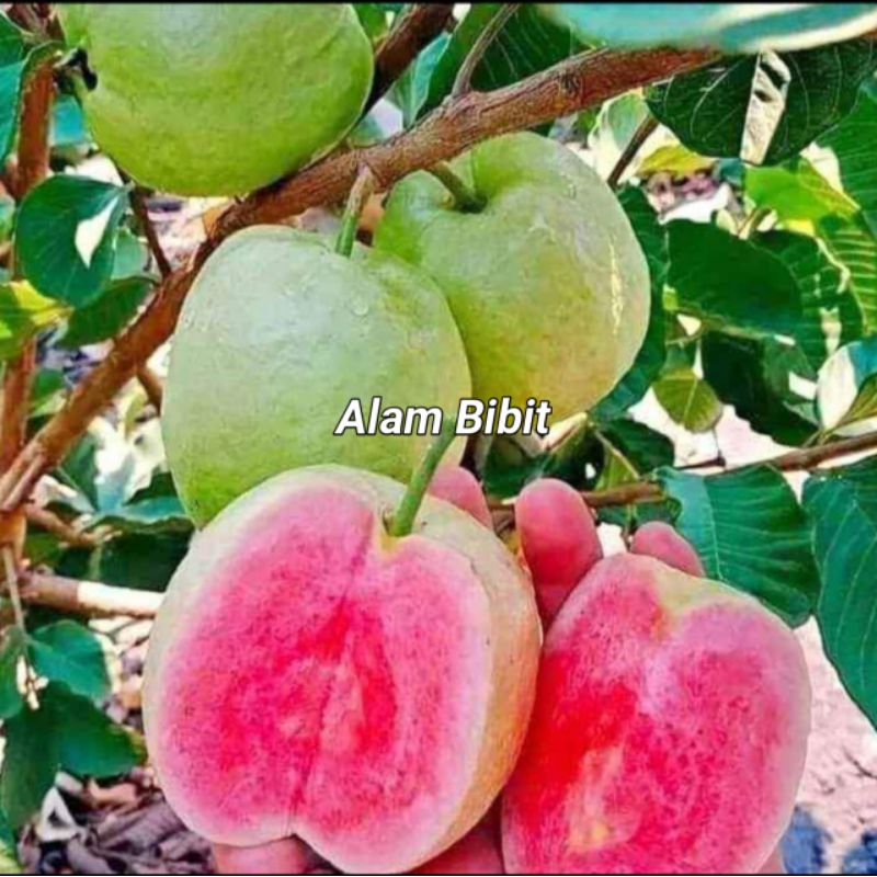 Jual BIBIT JAMBU KRISTAL MERAH OKULASI (COCOK DI TANAM POT) | Shopee ...