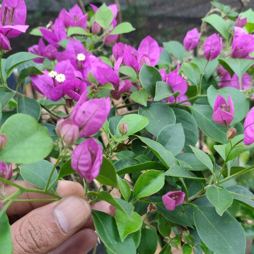 Jual Orian Bougenville Anggur Ungu Trend bugenvil Tanaman Hias Indah ...