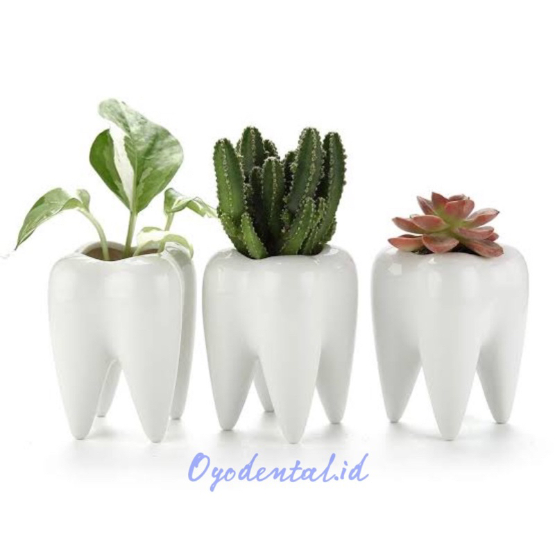 Jual Pot Bunga Sukulen Bentuk Gigi / Vas Hiasan Bentuk Gigi Porselen ...