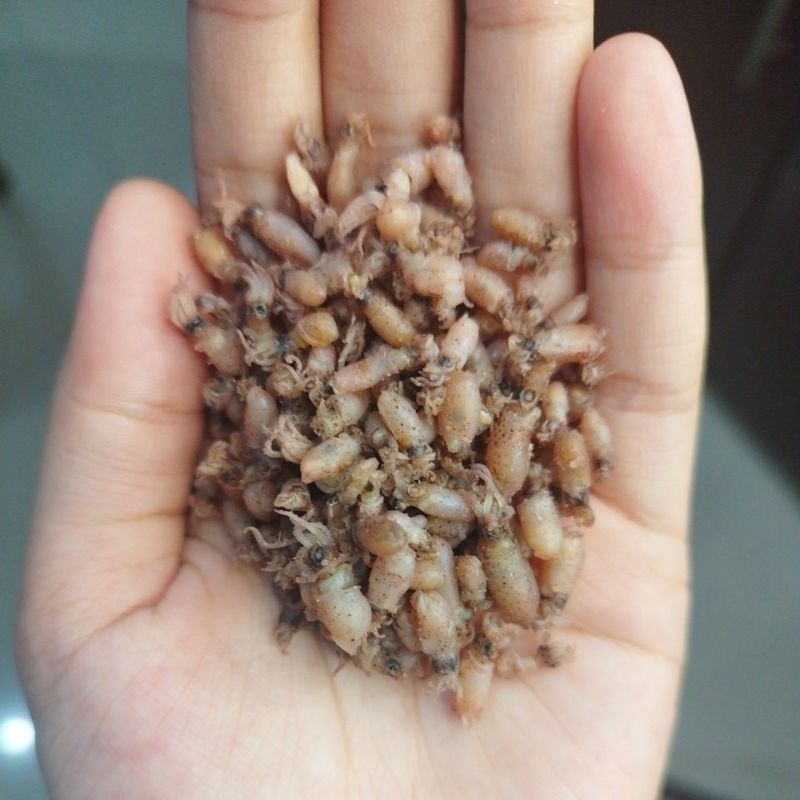 Jual baby cumi imut 100gr 0.5cm | Shopee Indonesia