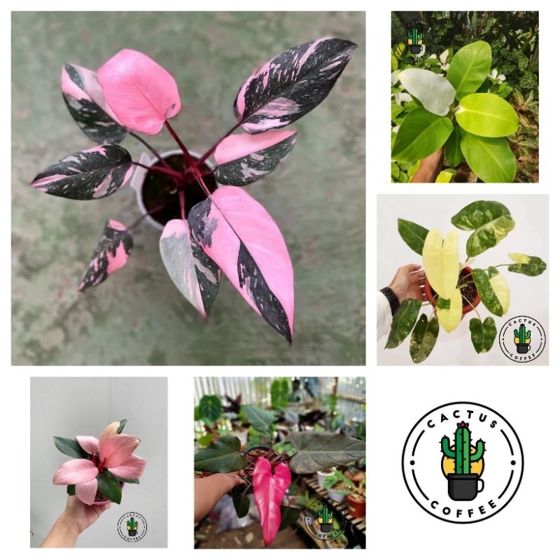 Jual Tanaman hias philodendron pink princess /philo pink princes ...