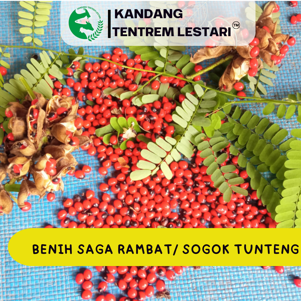 Jual Benih Saga Rambat 40 Biji Mudah Tumbuh Sogok Tunteng Abrus ...